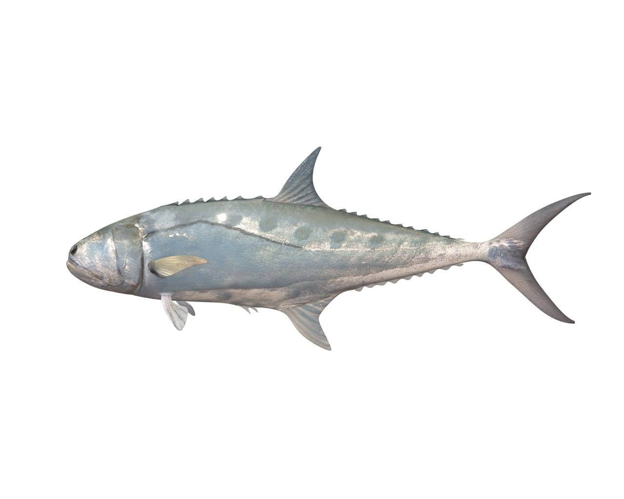 Queenfish - 3D Model by 3dstudio