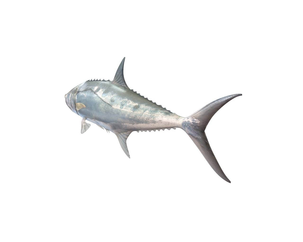 Queenfish - 3D Model by 3dstudio