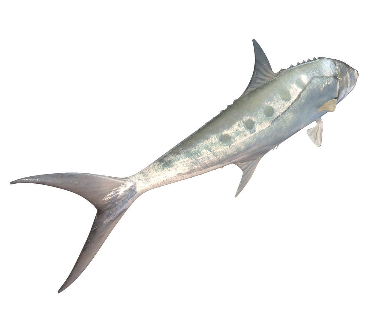 Queenfish - 3D Model by 3dstudio