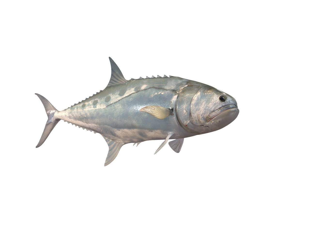 Queenfish - 3D Model by 3dstudio