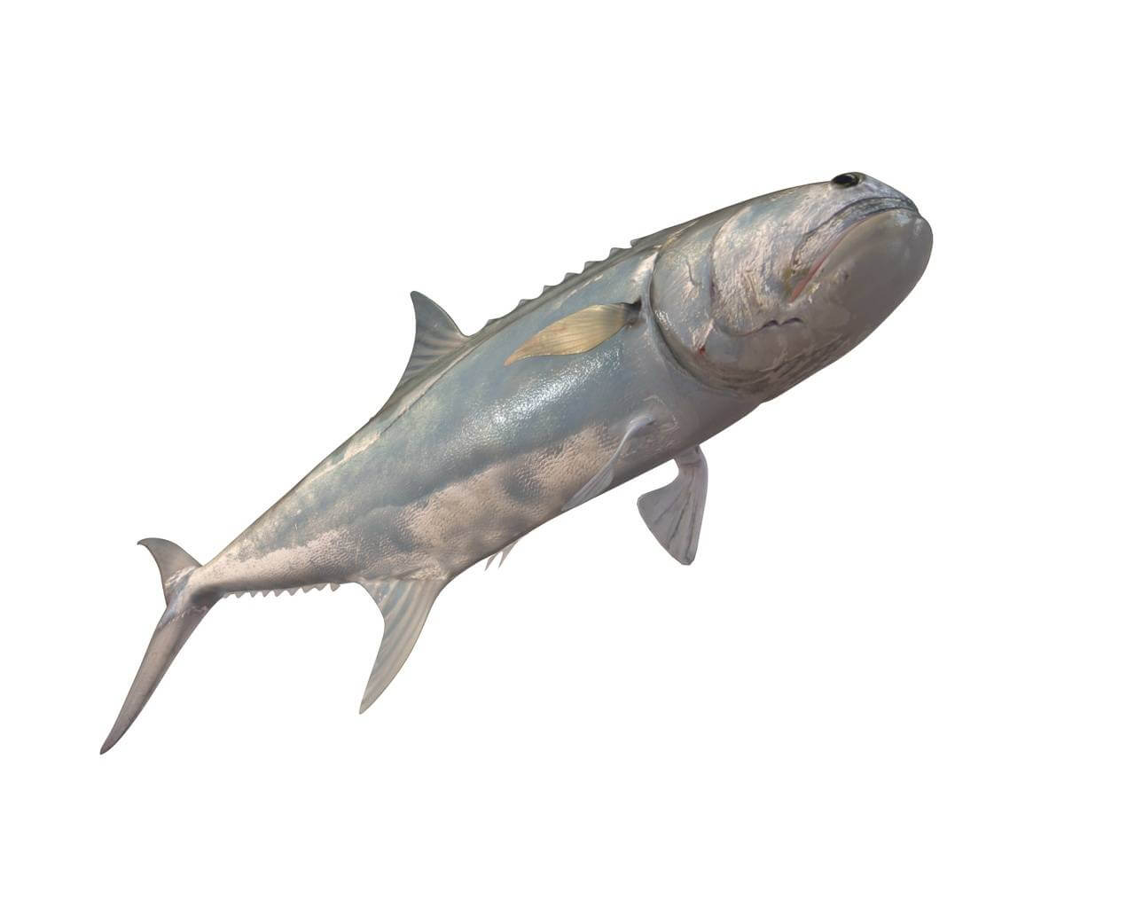 Queenfish - 3D Model by 3dstudio