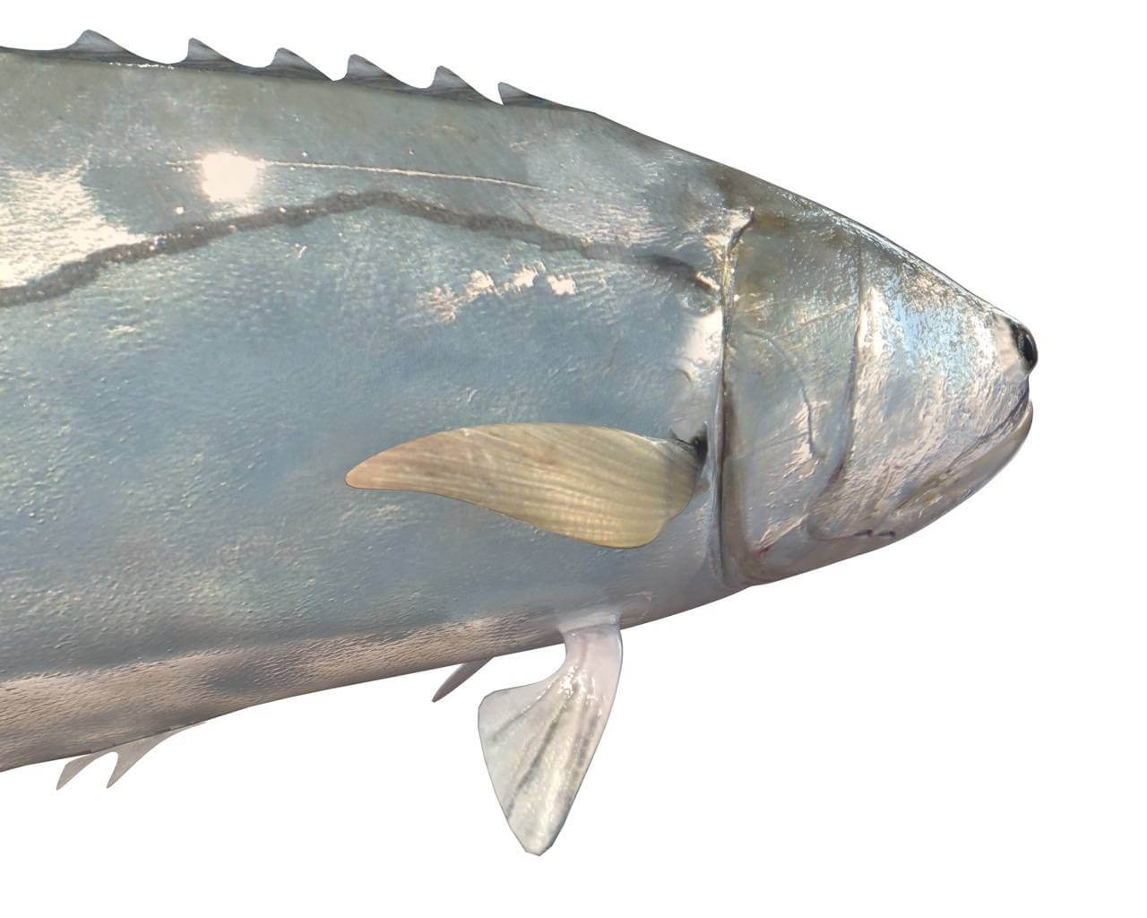 Queenfish - 3D Model by 3dstudio