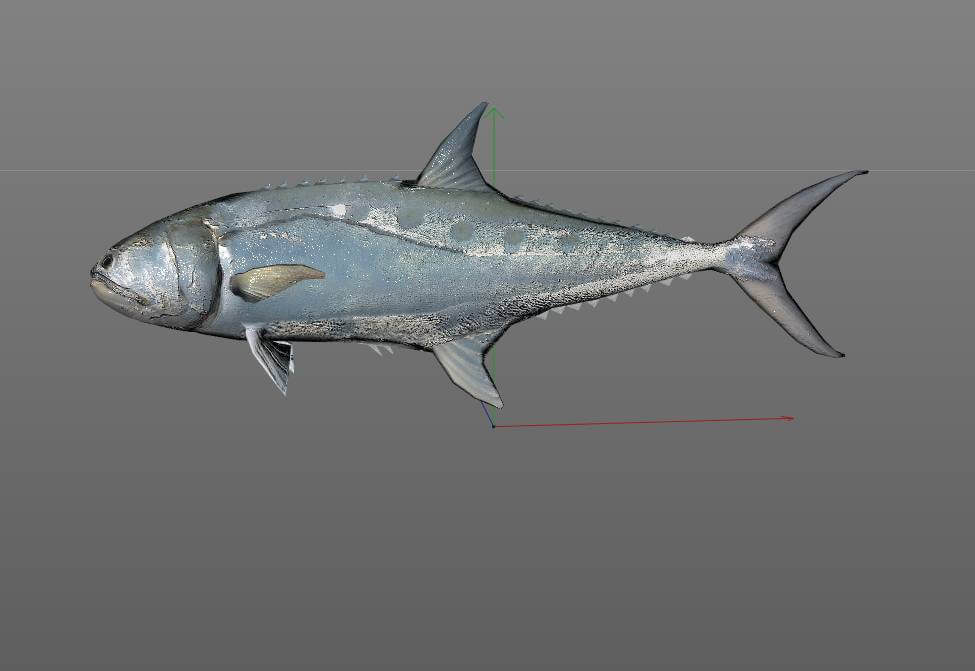 Queenfish - 3D Model by 3dstudio