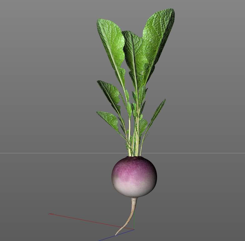 Radish (Pink) - 3D Model by 3dstudio