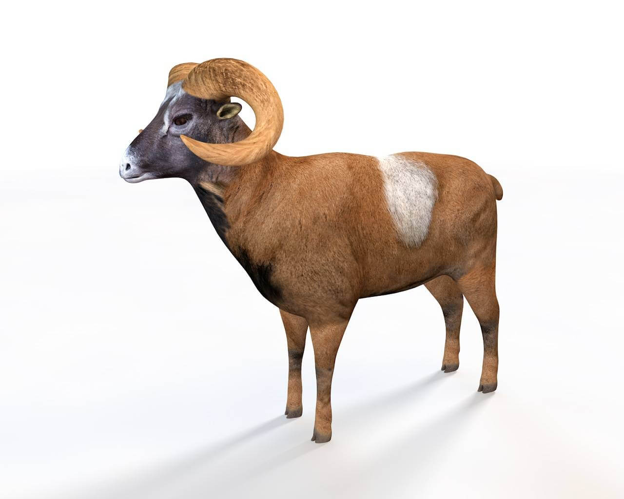 Ram Sheep Brown - 3D Model by 3dstudio