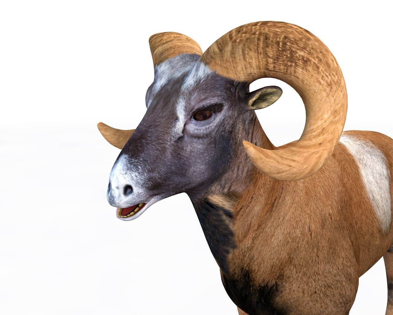 Ram Sheep Brown - 3D Model by 3dstudio