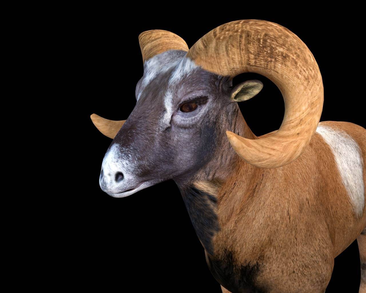 Ram Sheep Brown - 3D Model by 3dstudio