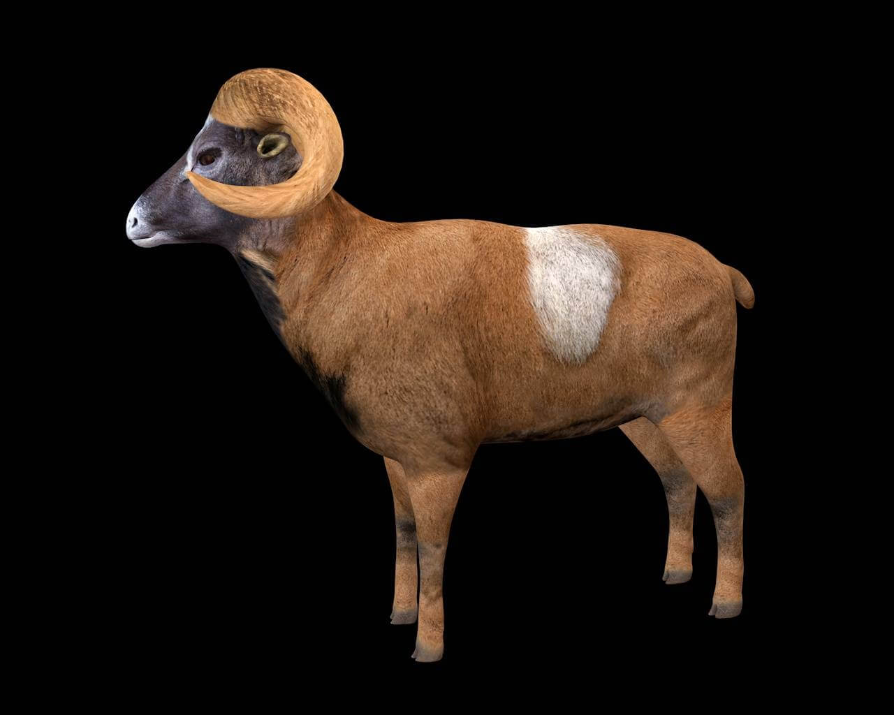 Ram Sheep Brown - 3D Model by 3dstudio