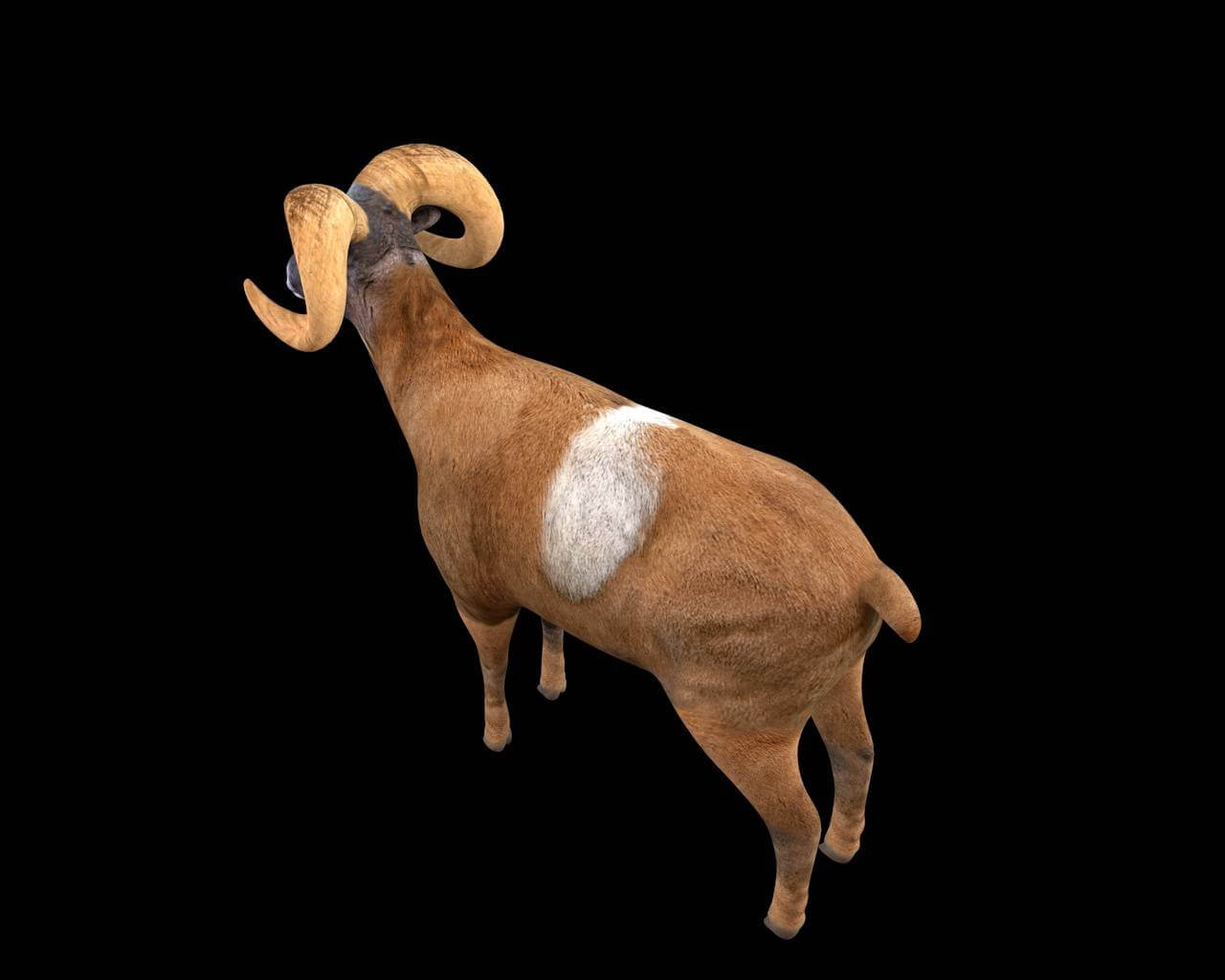 Ram Sheep Brown - 3D Model by 3dstudio