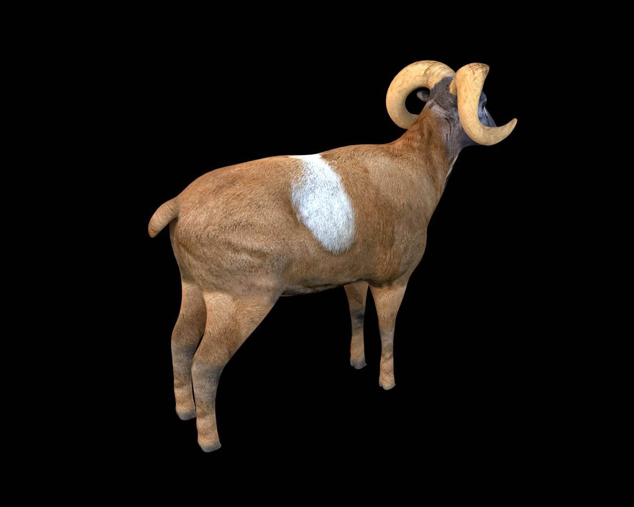 Ram Sheep Brown - 3D Model by 3dstudio