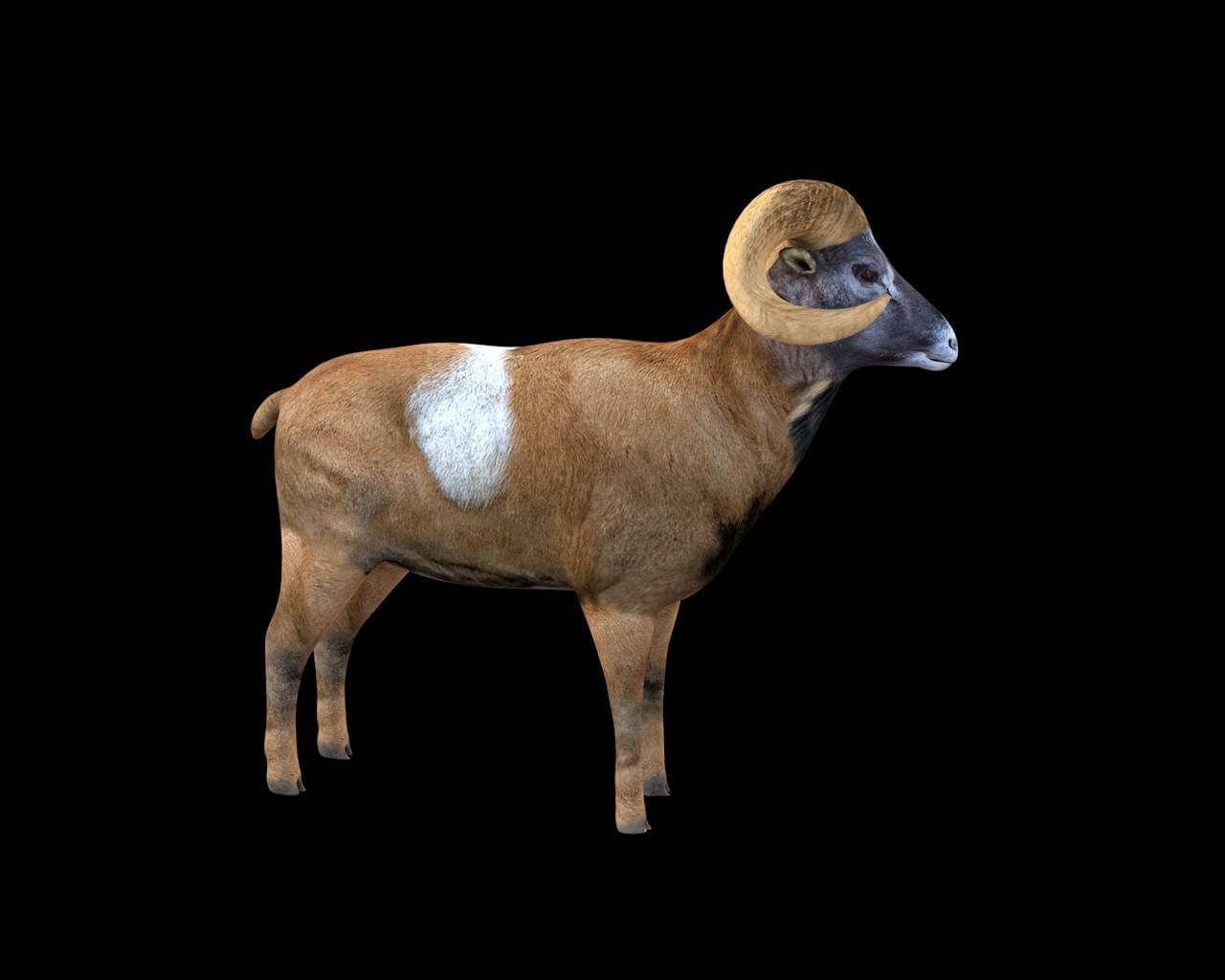Ram Sheep Brown - 3D Model by 3dstudio