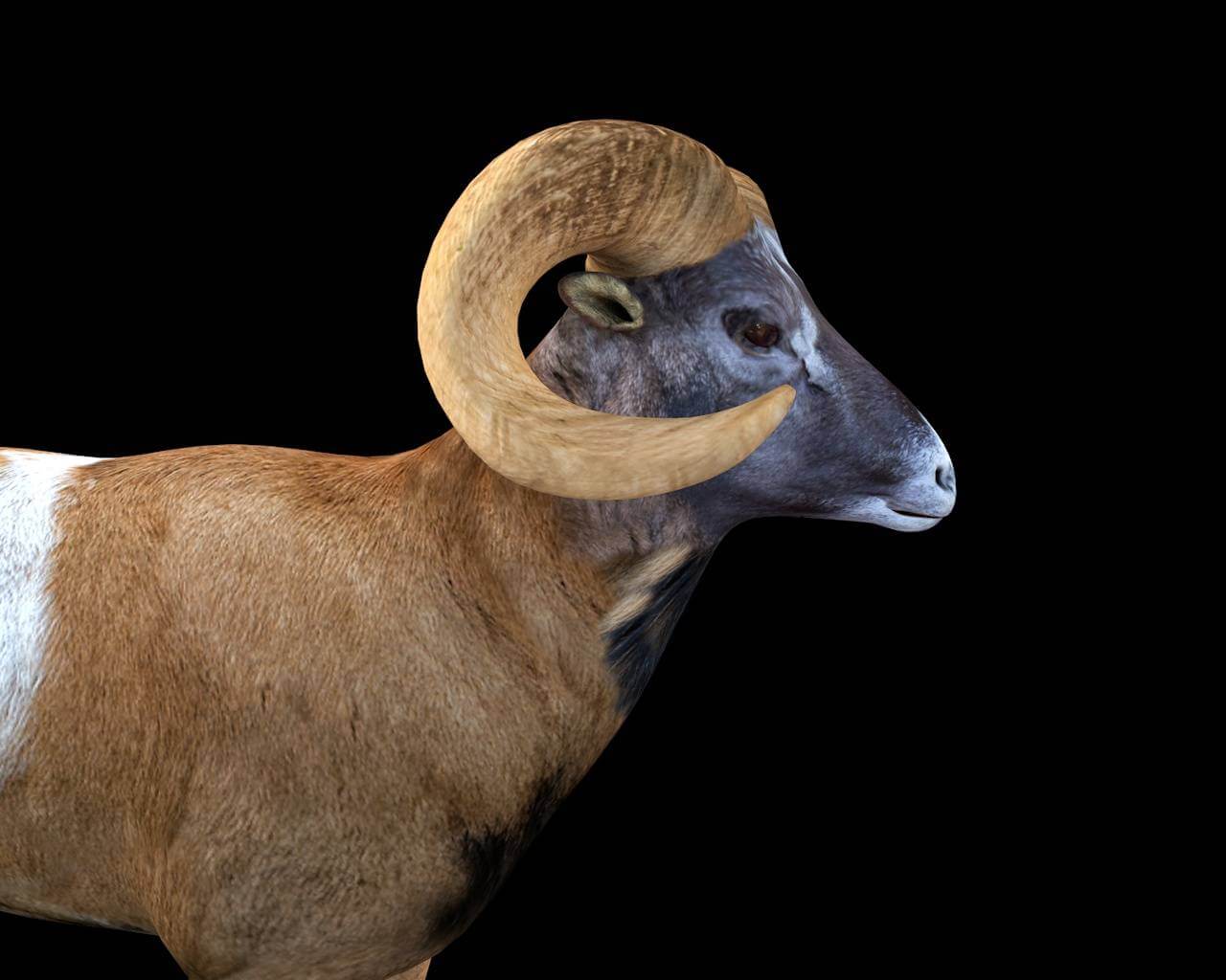 Ram Sheep Brown - 3D Model by 3dstudio