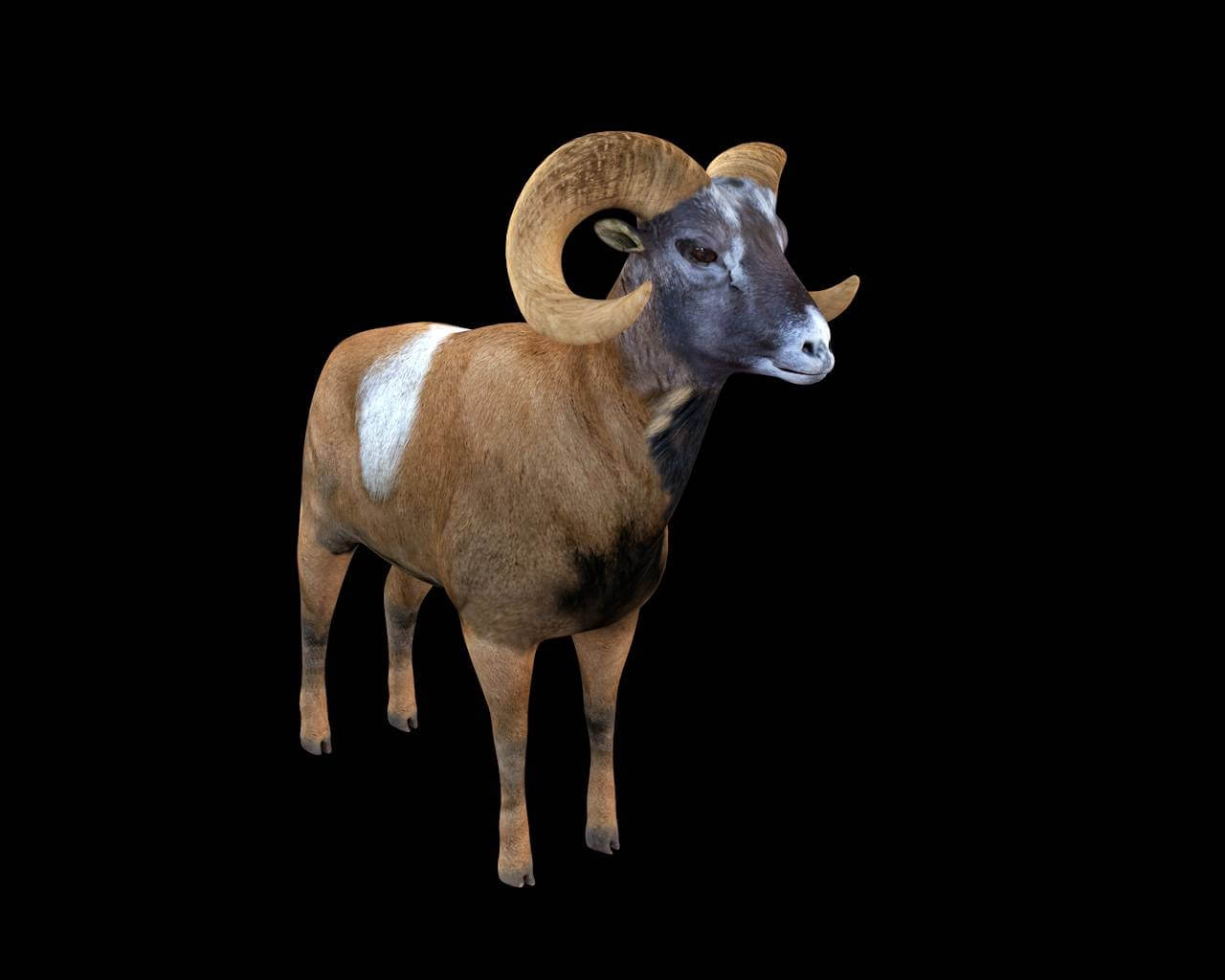 Ram Sheep Brown - 3D Model by 3dstudio