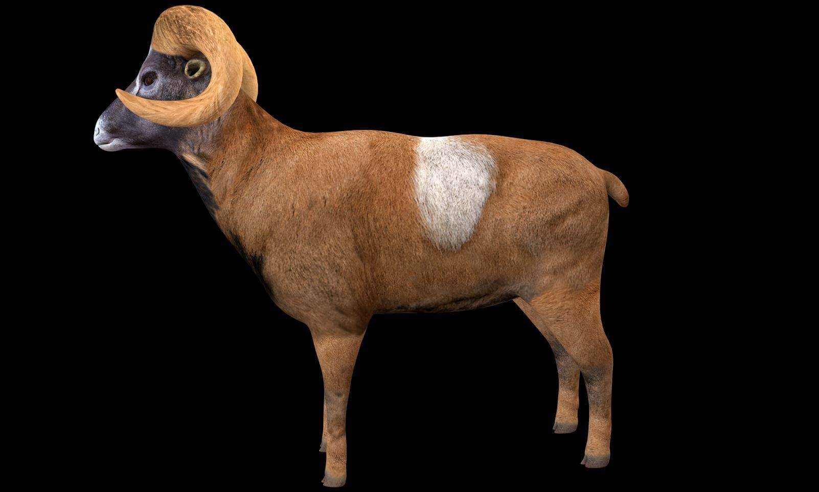 Ram Sheep Brown - 3D Model by 3dstudio