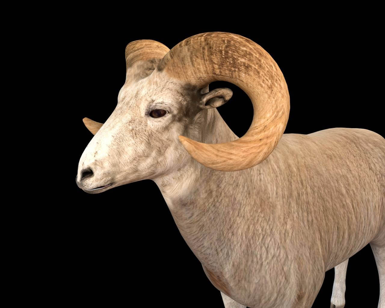 Ram Sheep White - 3D Model by 3dstudio
