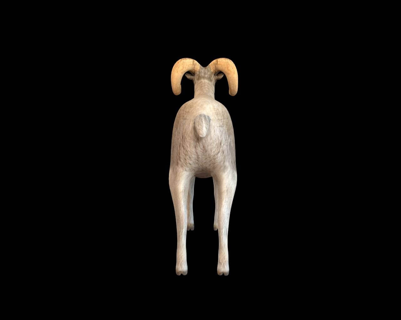 Ram Sheep White - 3D Model by 3dstudio