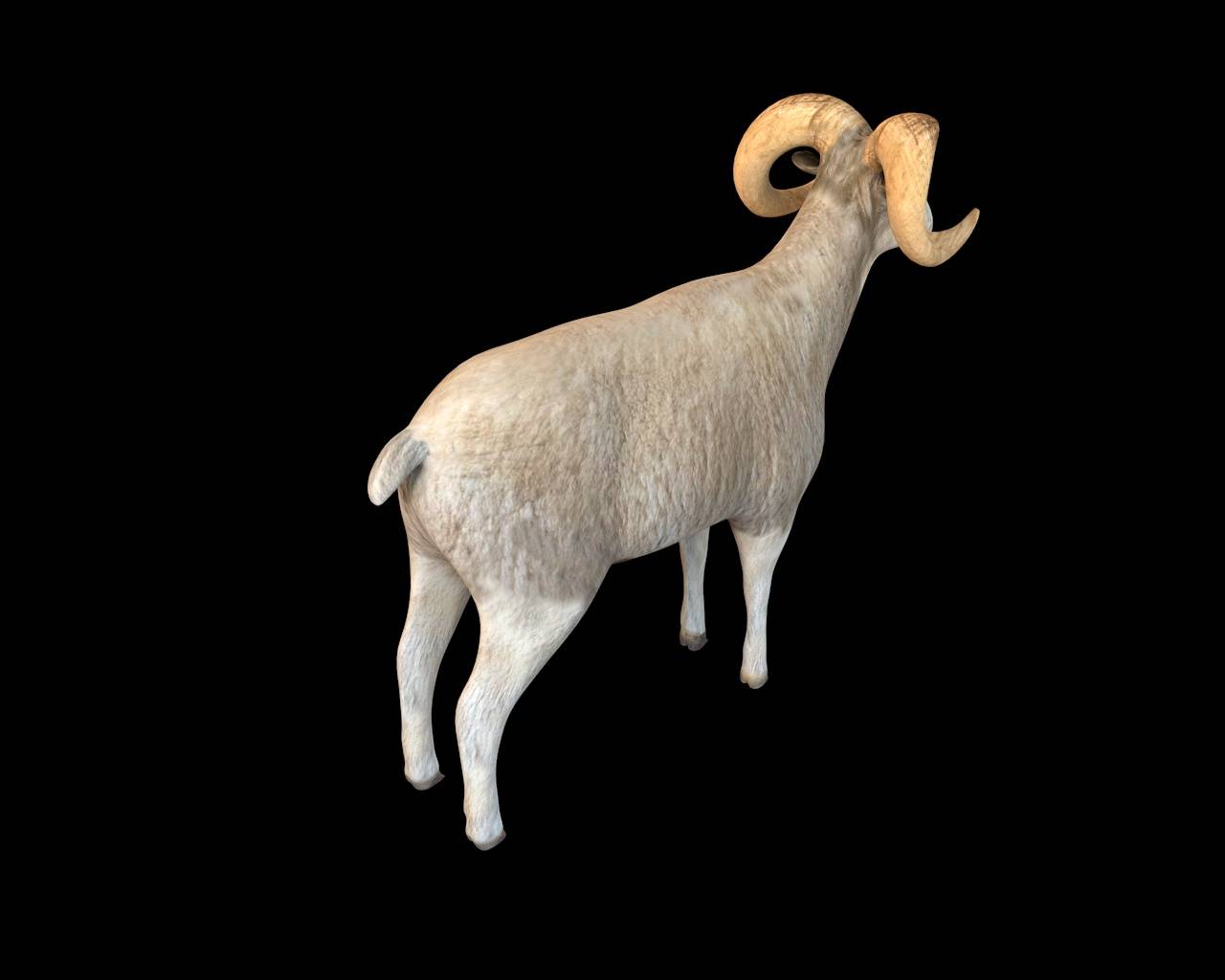 Ram Sheep White - 3D Model by 3dstudio