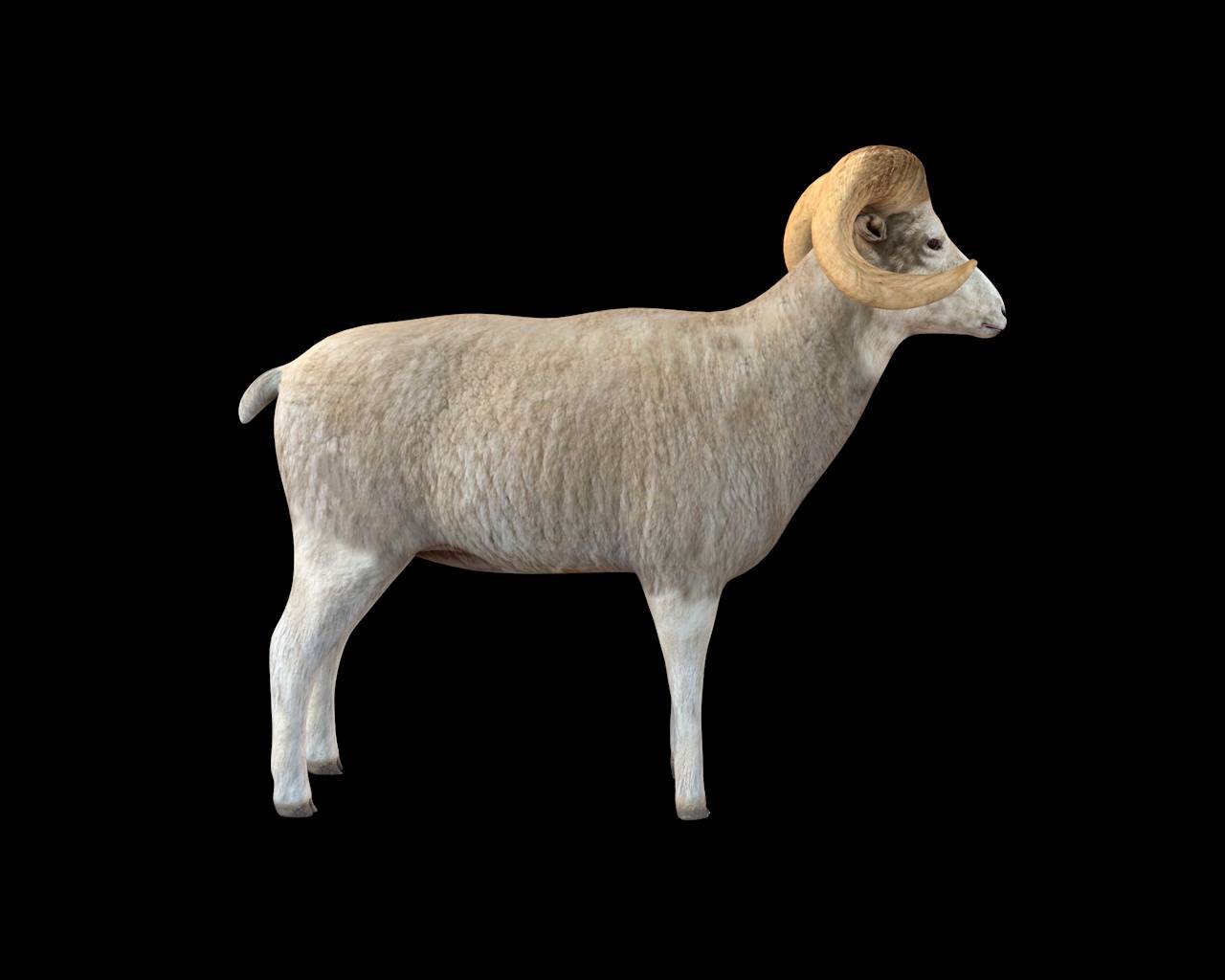 Ram Sheep White - 3D Model by 3dstudio