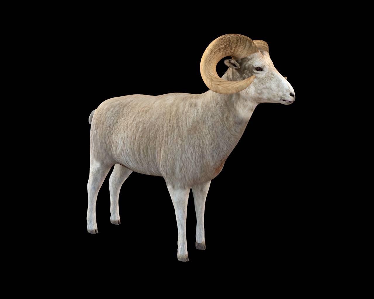 Ram Sheep White - 3D Model by 3dstudio