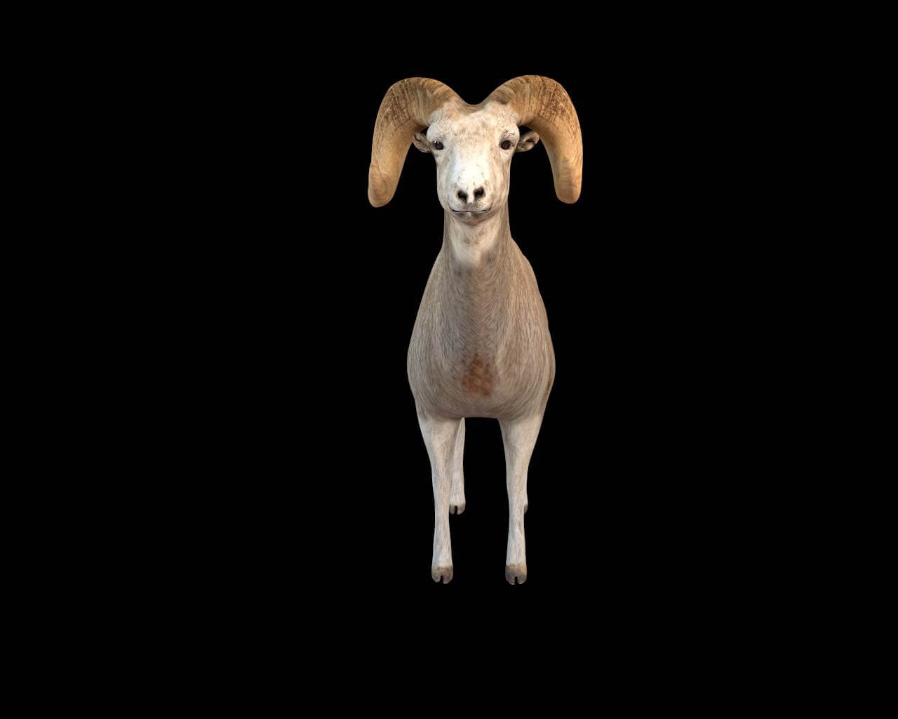 Ram Sheep White - 3D Model by 3dstudio