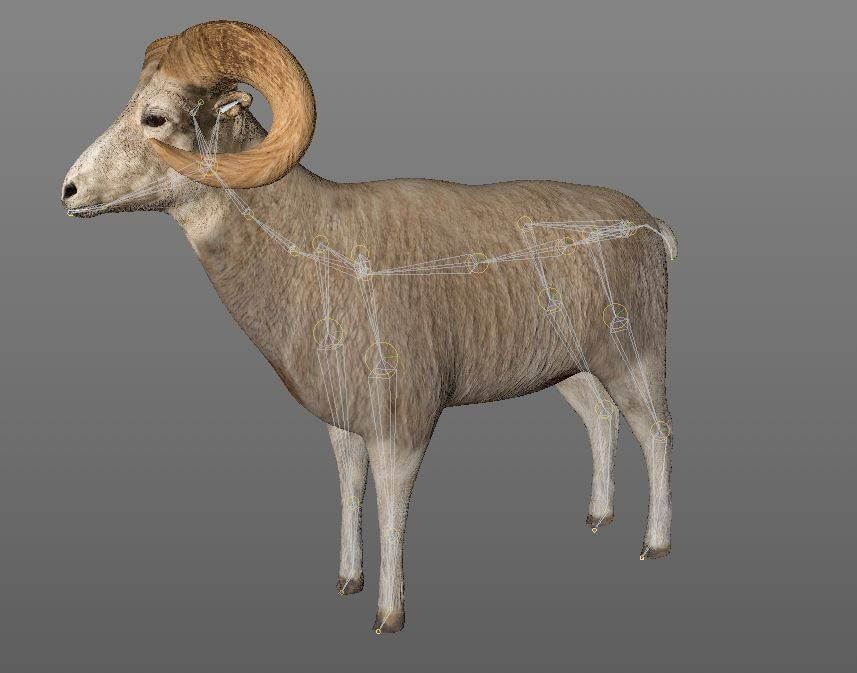 Ram Sheep White - 3D Model by 3dstudio