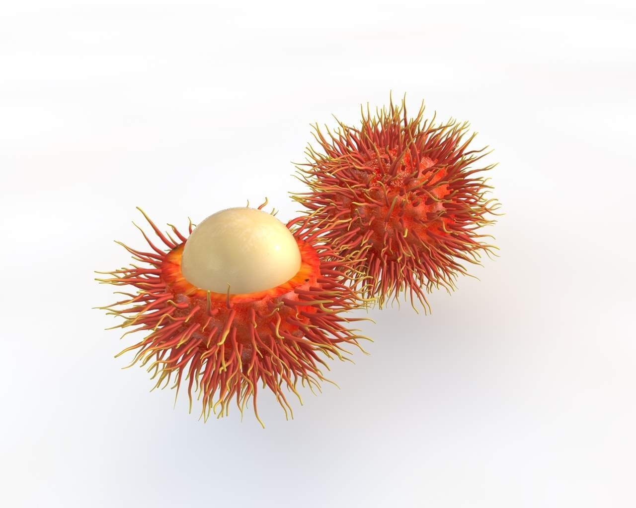 Rambutan fruit - 3D Model by 3dstudio