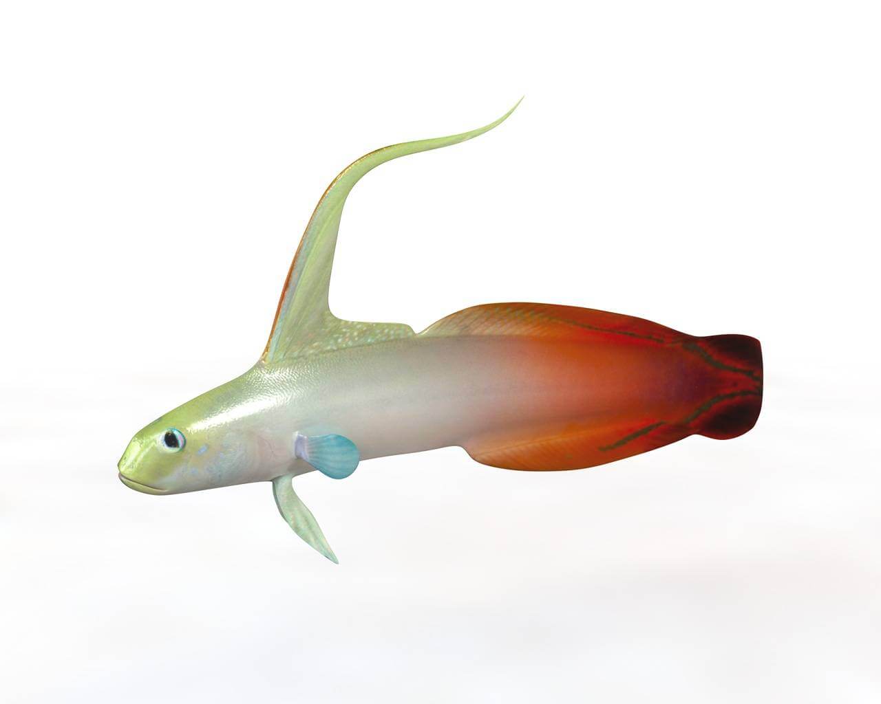 Red Fire Goby - 3D Model by 3dstudio