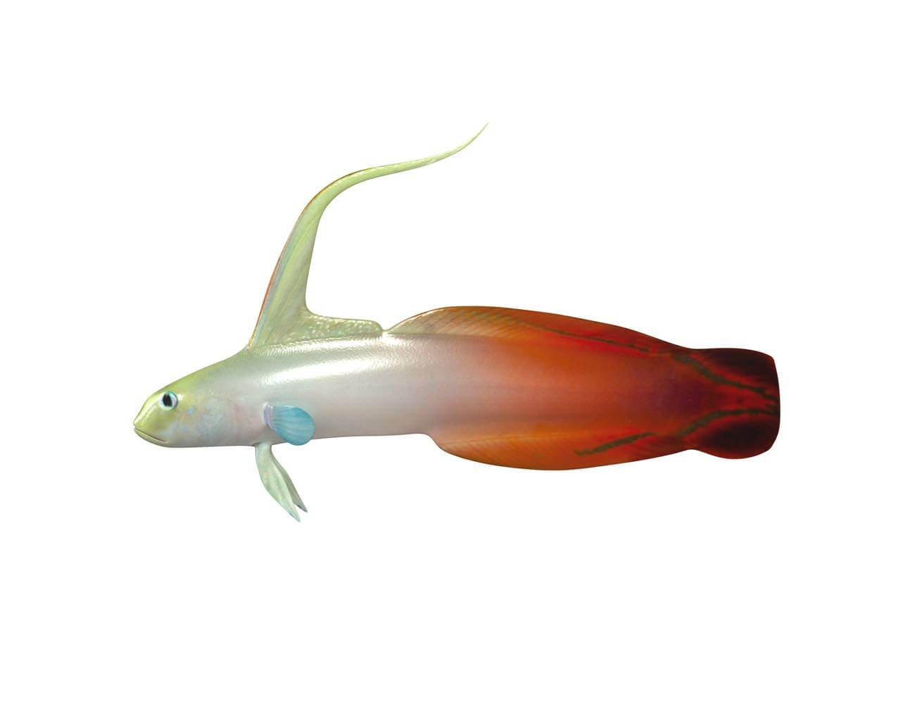 Red Fire Goby - 3D Model by 3dstudio