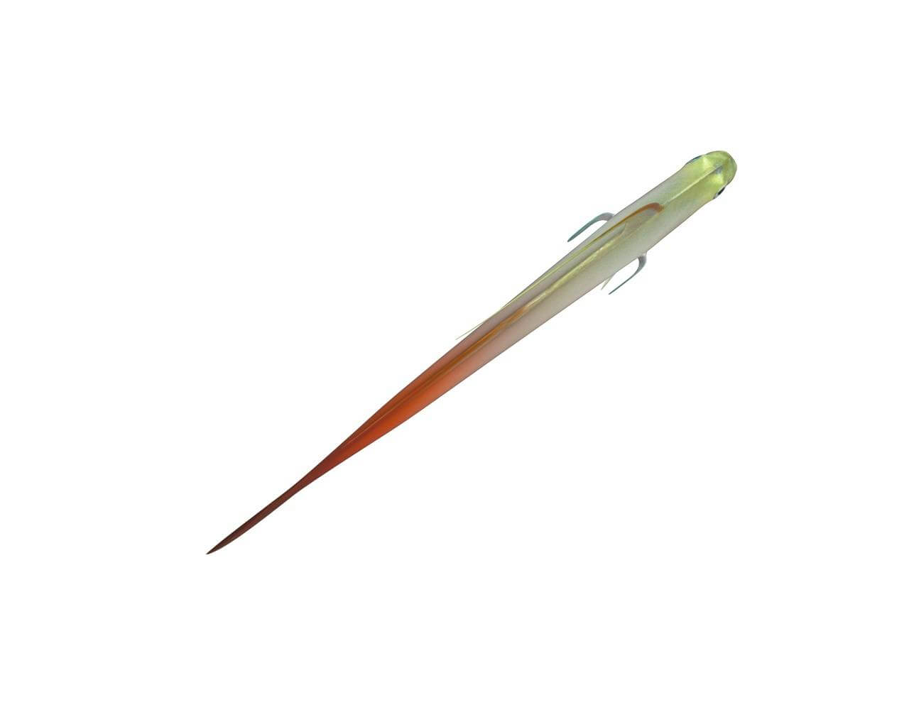 Red Fire Goby - 3D Model by 3dstudio