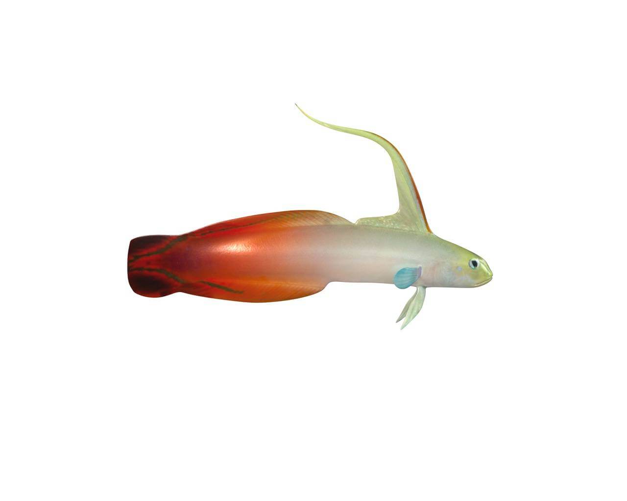 Red Fire Goby - 3D Model by 3dstudio