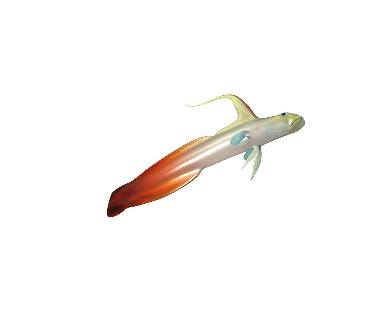 Red Fire Goby - 3D Model by 3dstudio