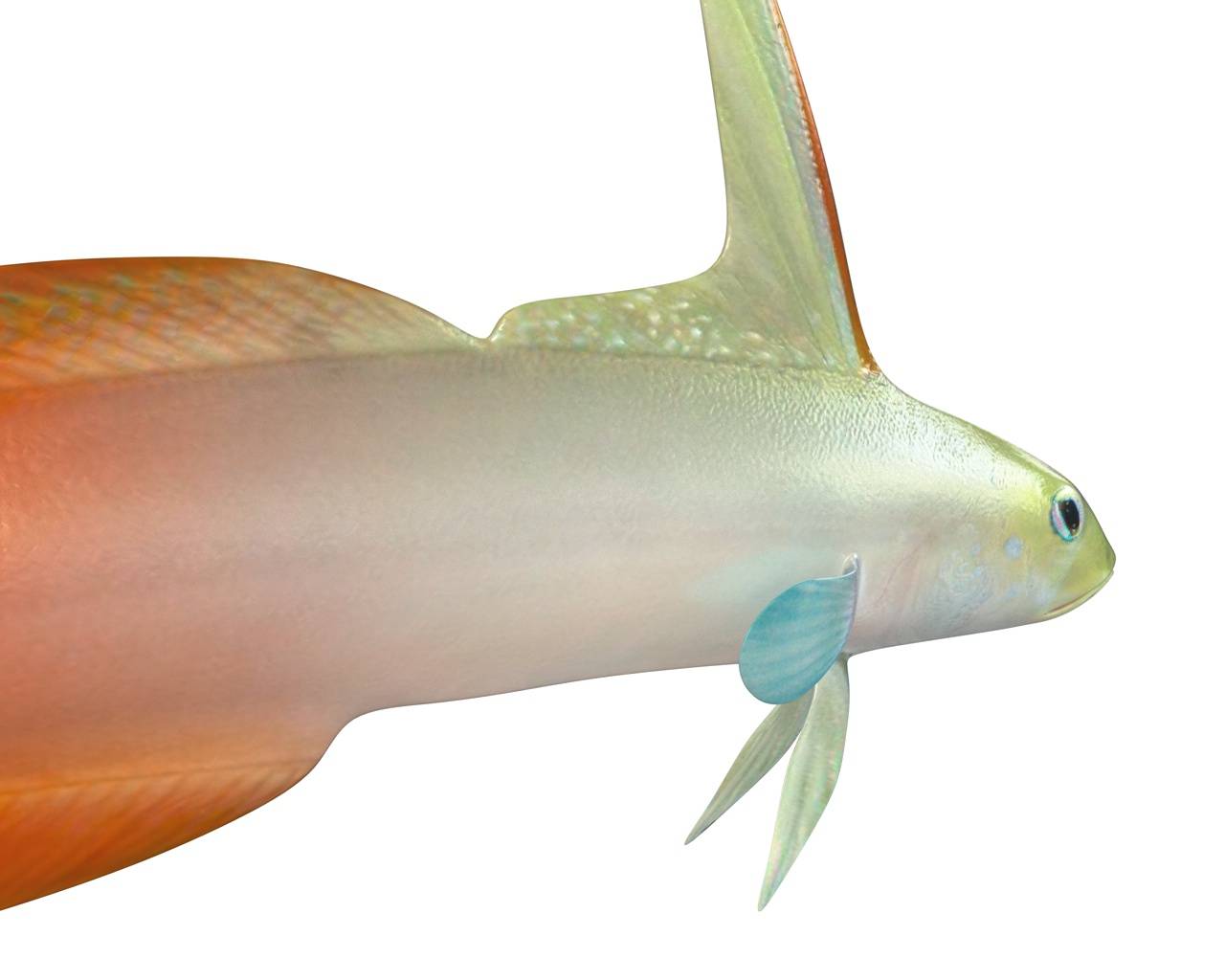 Red Fire Goby - 3D Model by 3dstudio