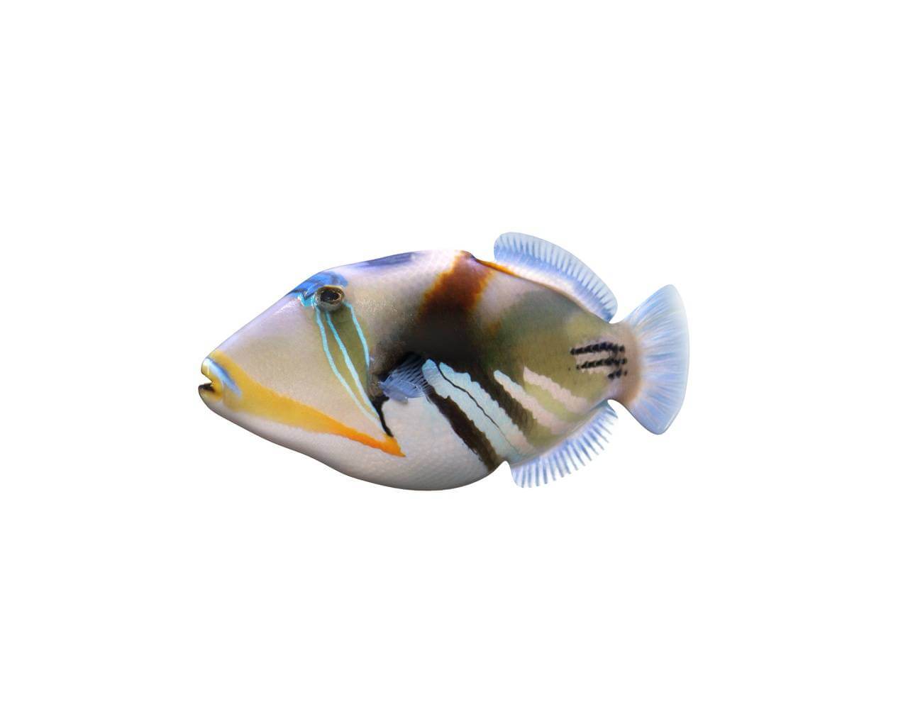 Reef Triggerfish