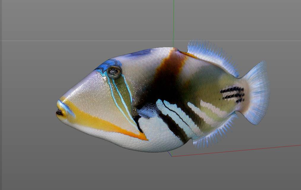 Reef Triggerfish - 3D Model by 3dstudio