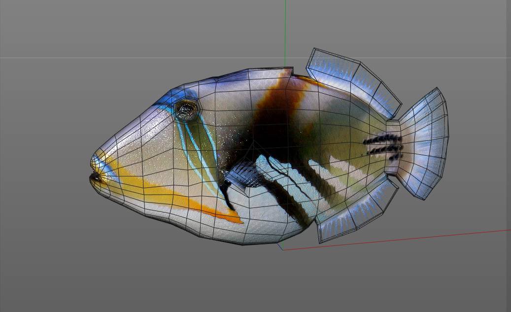 Reef Triggerfish - 3D Model by 3dstudio