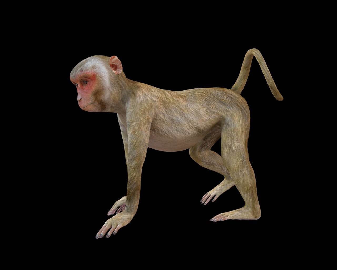 Rhesus Monkey - 3D Model by 3dstudio