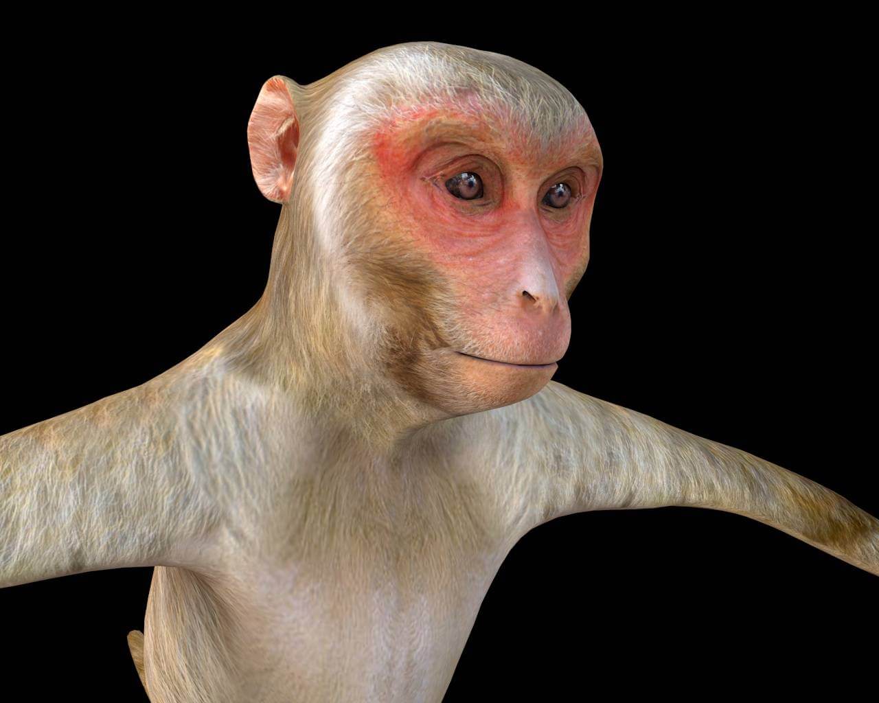 Rhesus Monkey - 3D Model by 3dstudio