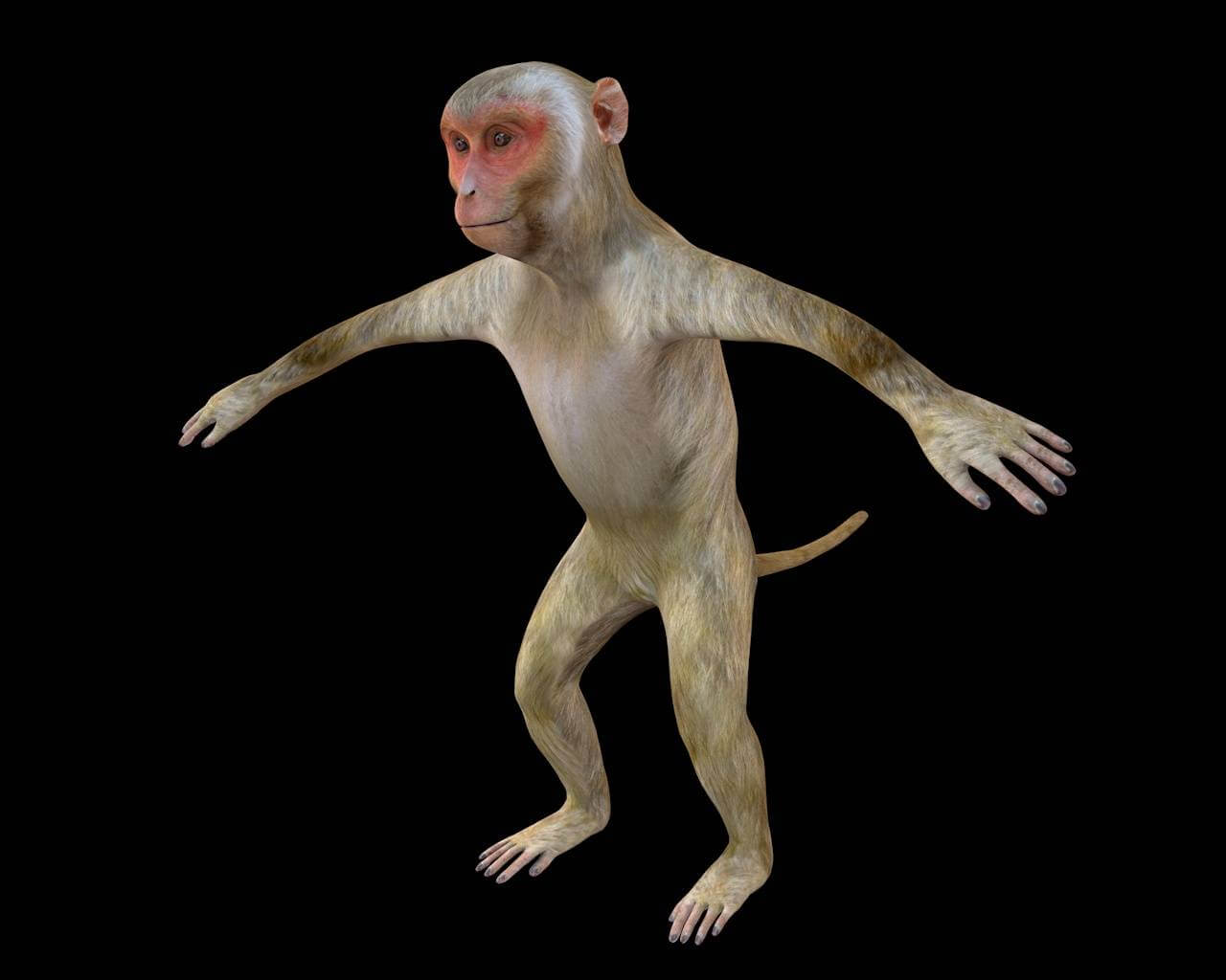 Rhesus Monkey - 3D Model by 3dstudio