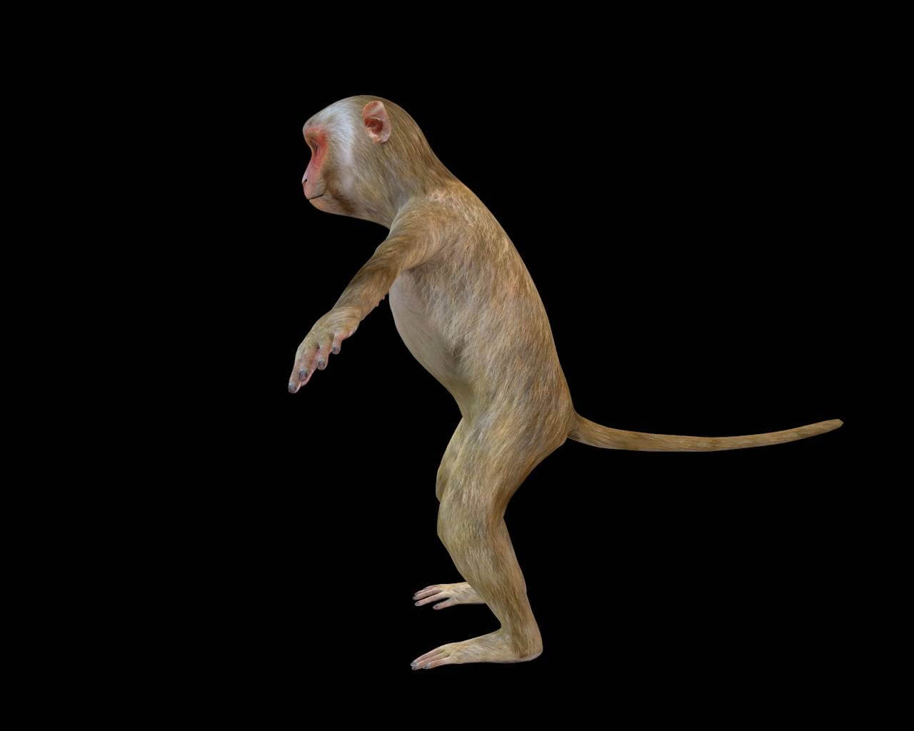 Rhesus Monkey - 3D Model by 3dstudio