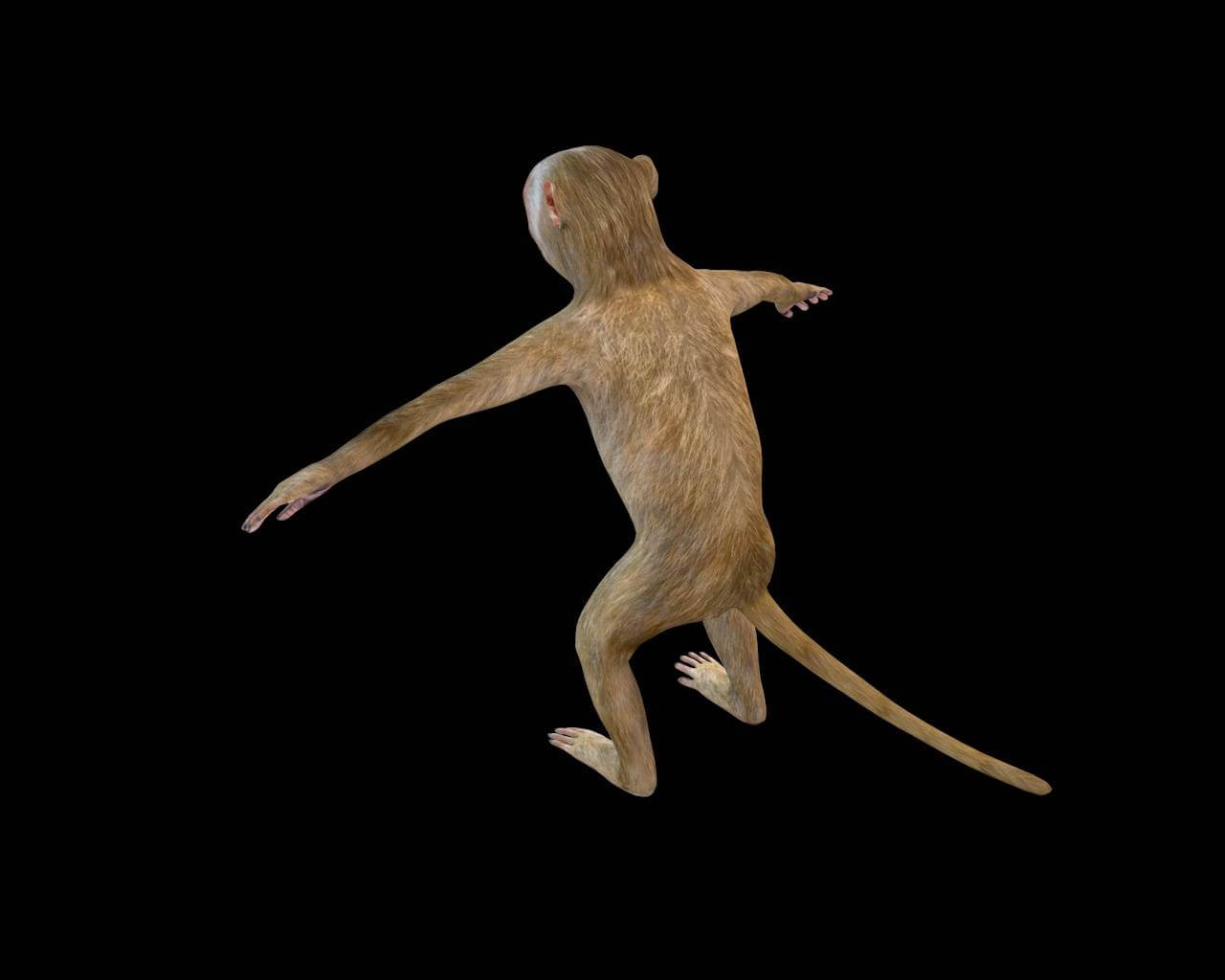 Rhesus Monkey - 3D Model by 3dstudio