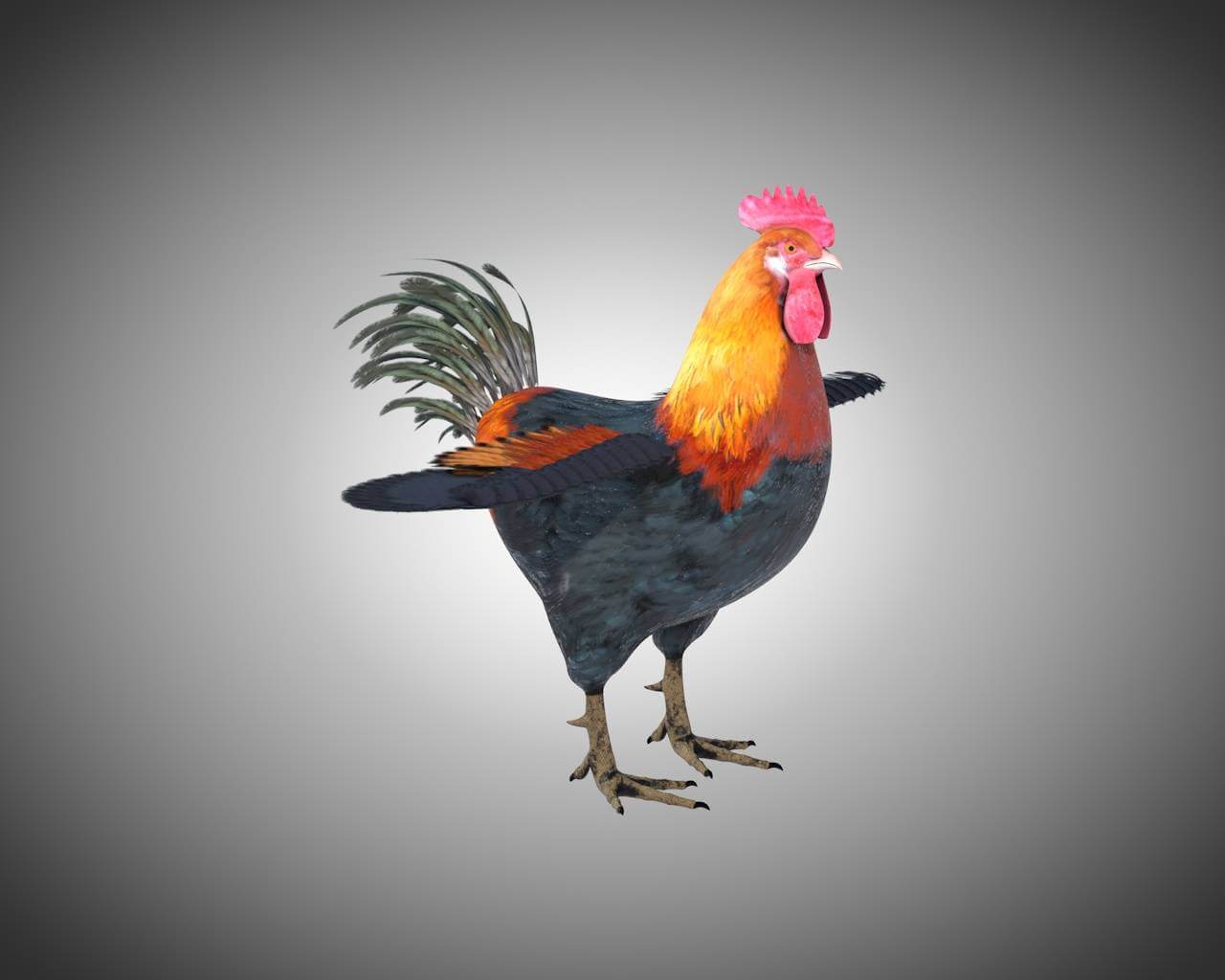 Rooster - 3D Model by 3dstudio