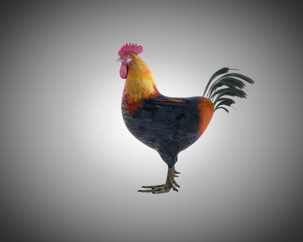 Rooster - 3D Model by 3dstudio