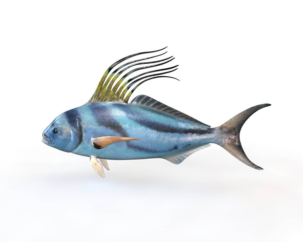 Roosterfish - 3D Model by 3dstudio