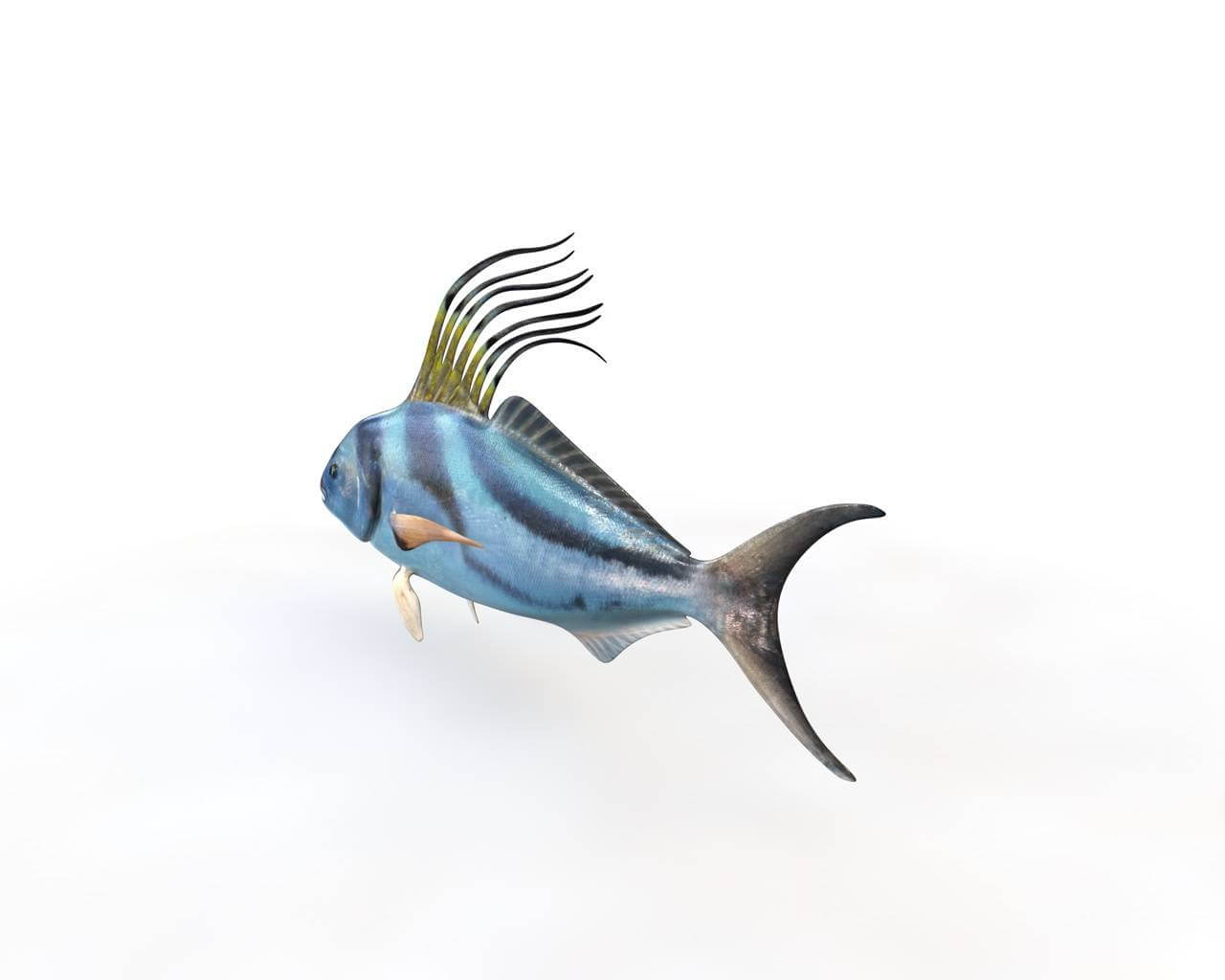 Roosterfish - 3D Model by 3dstudio