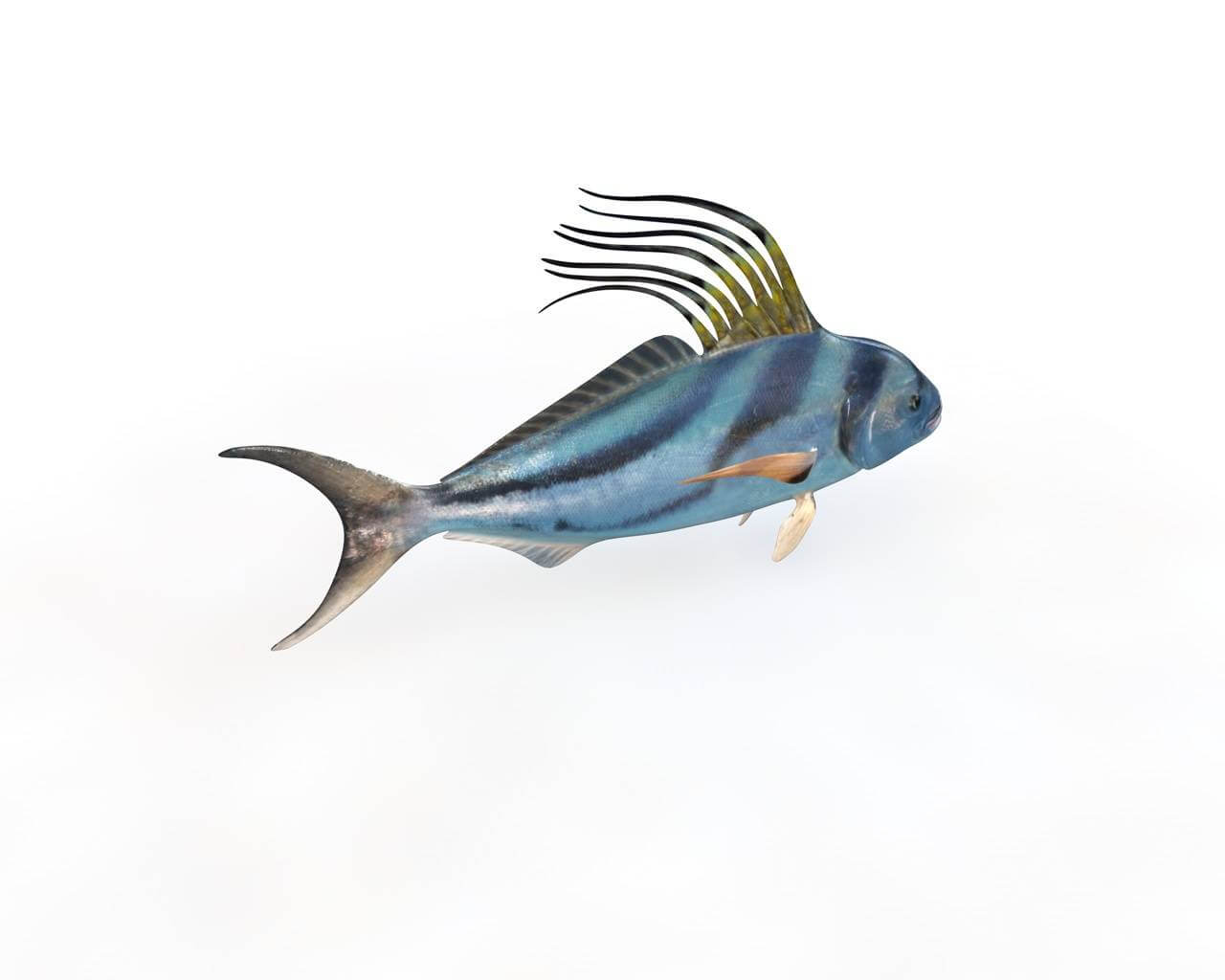Roosterfish - 3D Model by 3dstudio
