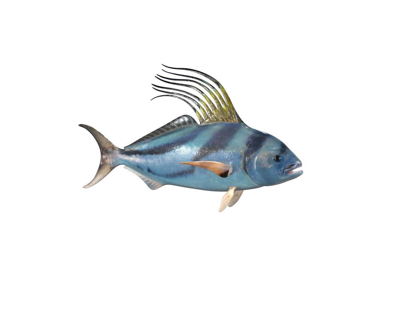 Roosterfish - 3D Model by 3dstudio