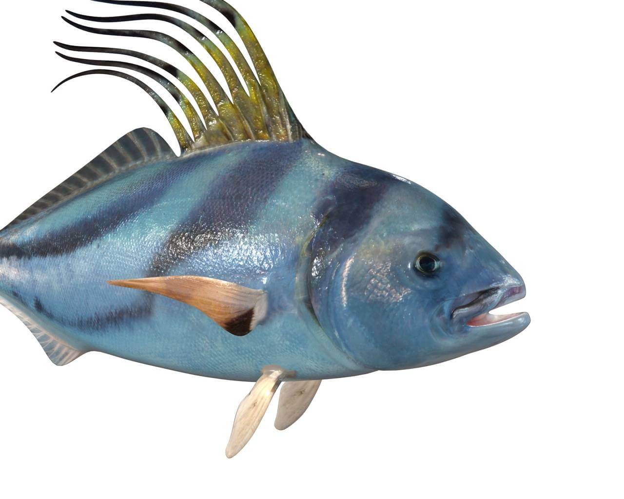 Roosterfish - 3D Model by 3dstudio