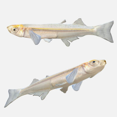 Rough Silverside Fish - 3D Model by 3dstudio
