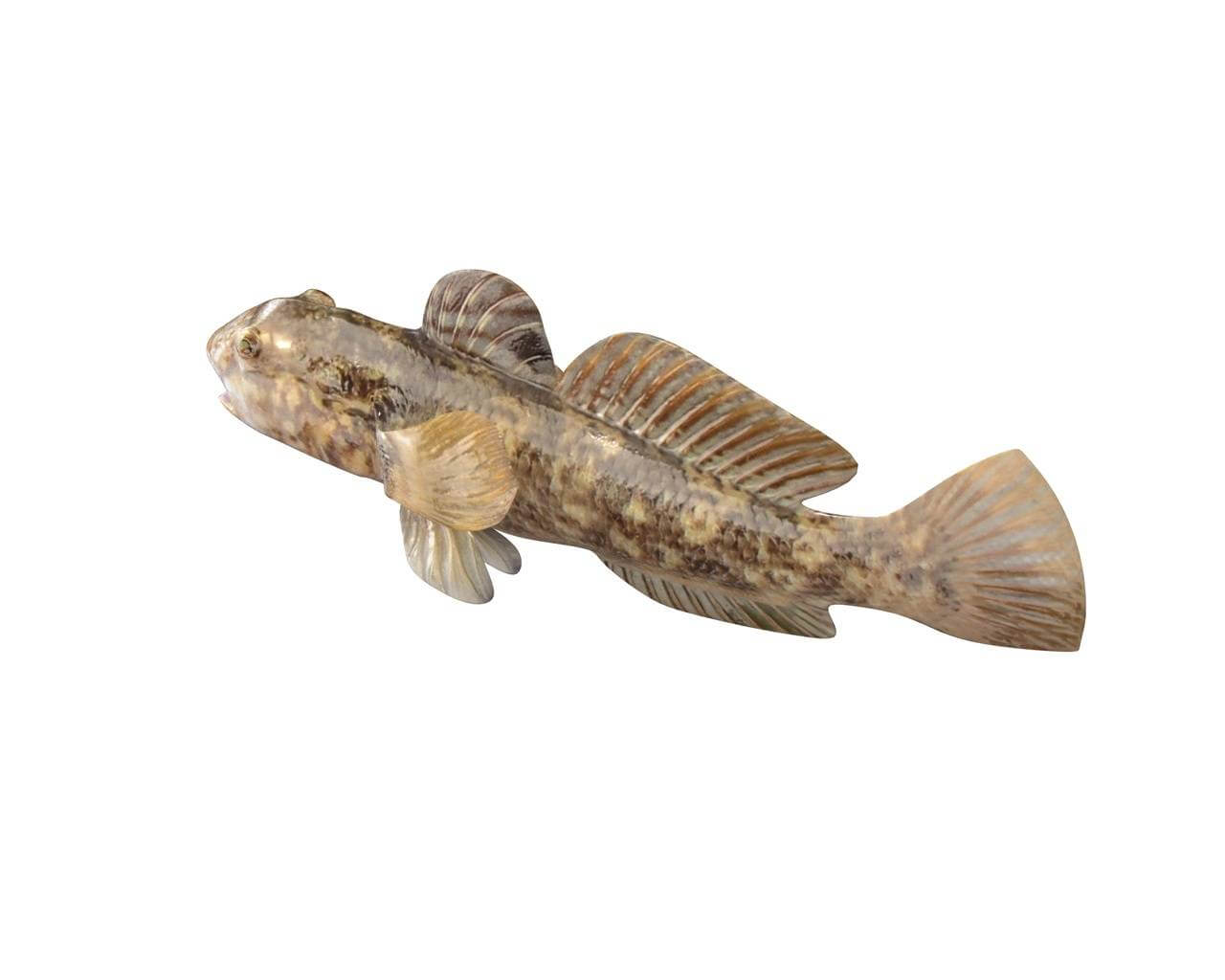 Round Goby - 3D Model by 3dstudio