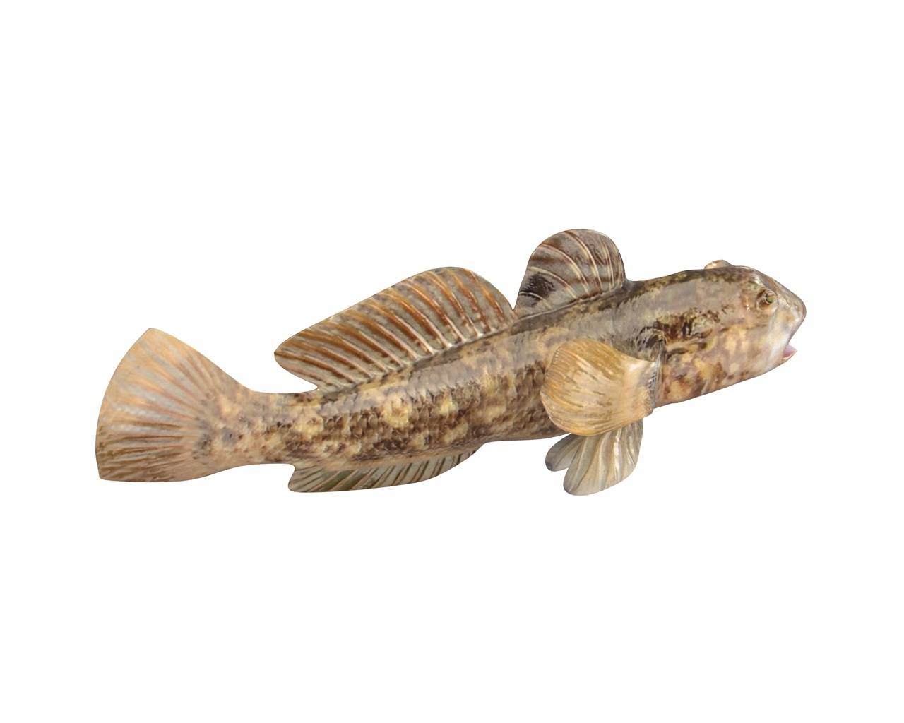 Round Goby - 3D Model by 3dstudio